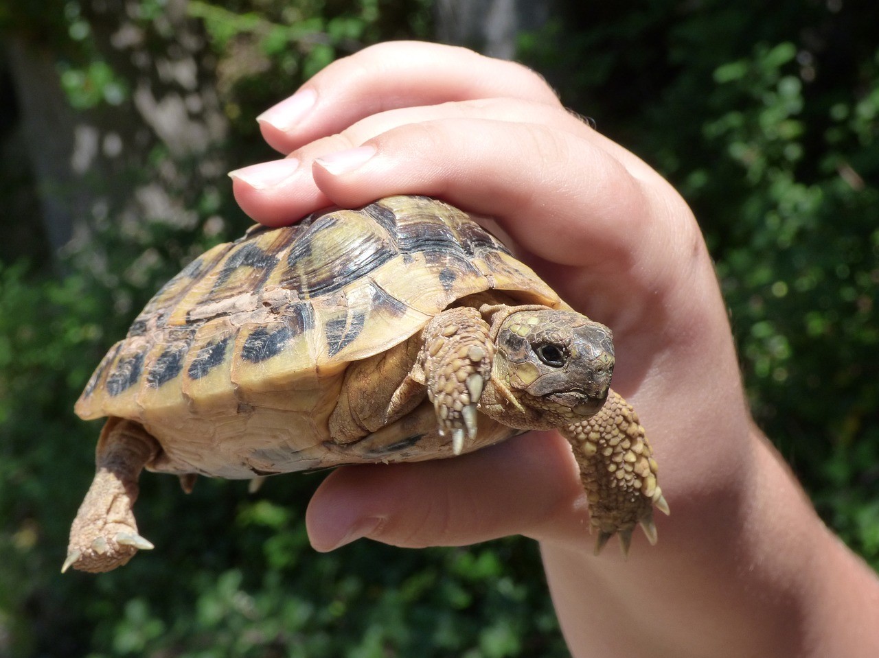 THE TORTOISE WINS AGAIN….. – Doctordoug's Blog